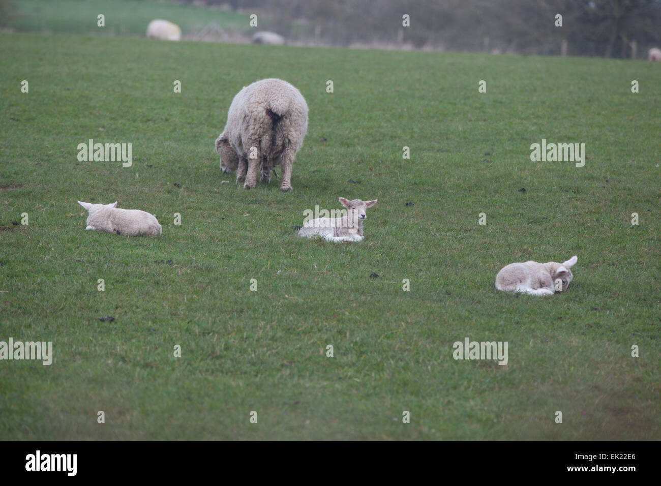 Rare breeds mother lamb hi-res stock photography and images - Alamy