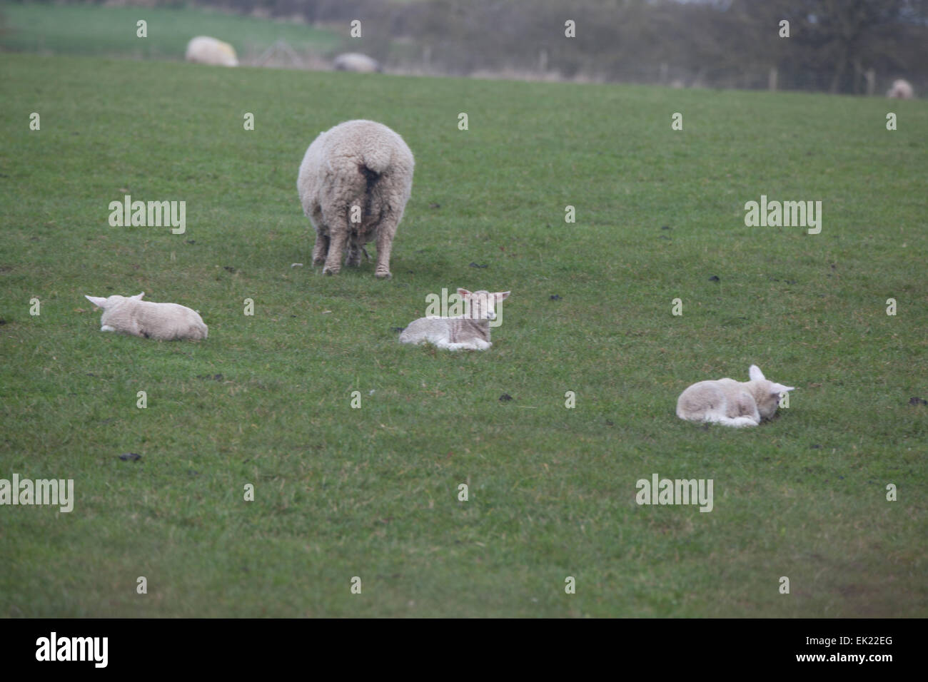 3 Lambs and mother Stock Photo - Alamy