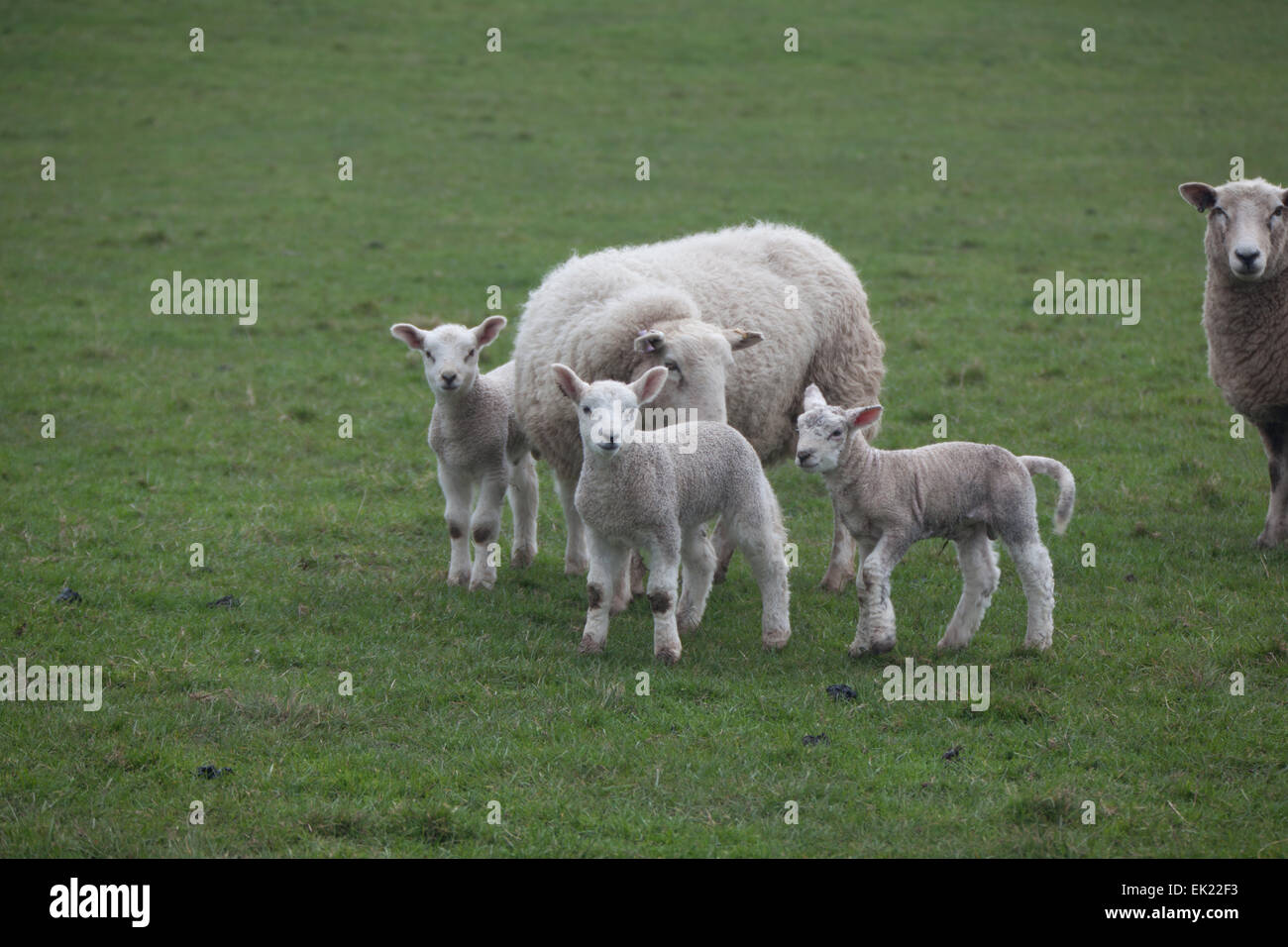 Three Lambs facing fowward Stock Photo - Alamy
