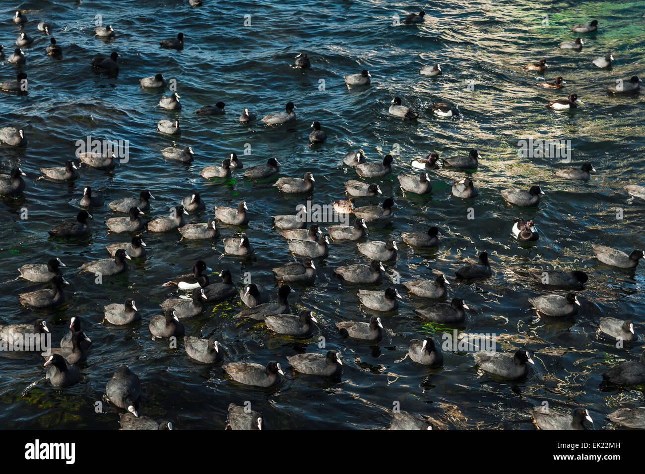 Huge flock of waterfowl hi-res stock photography and images - Alamy