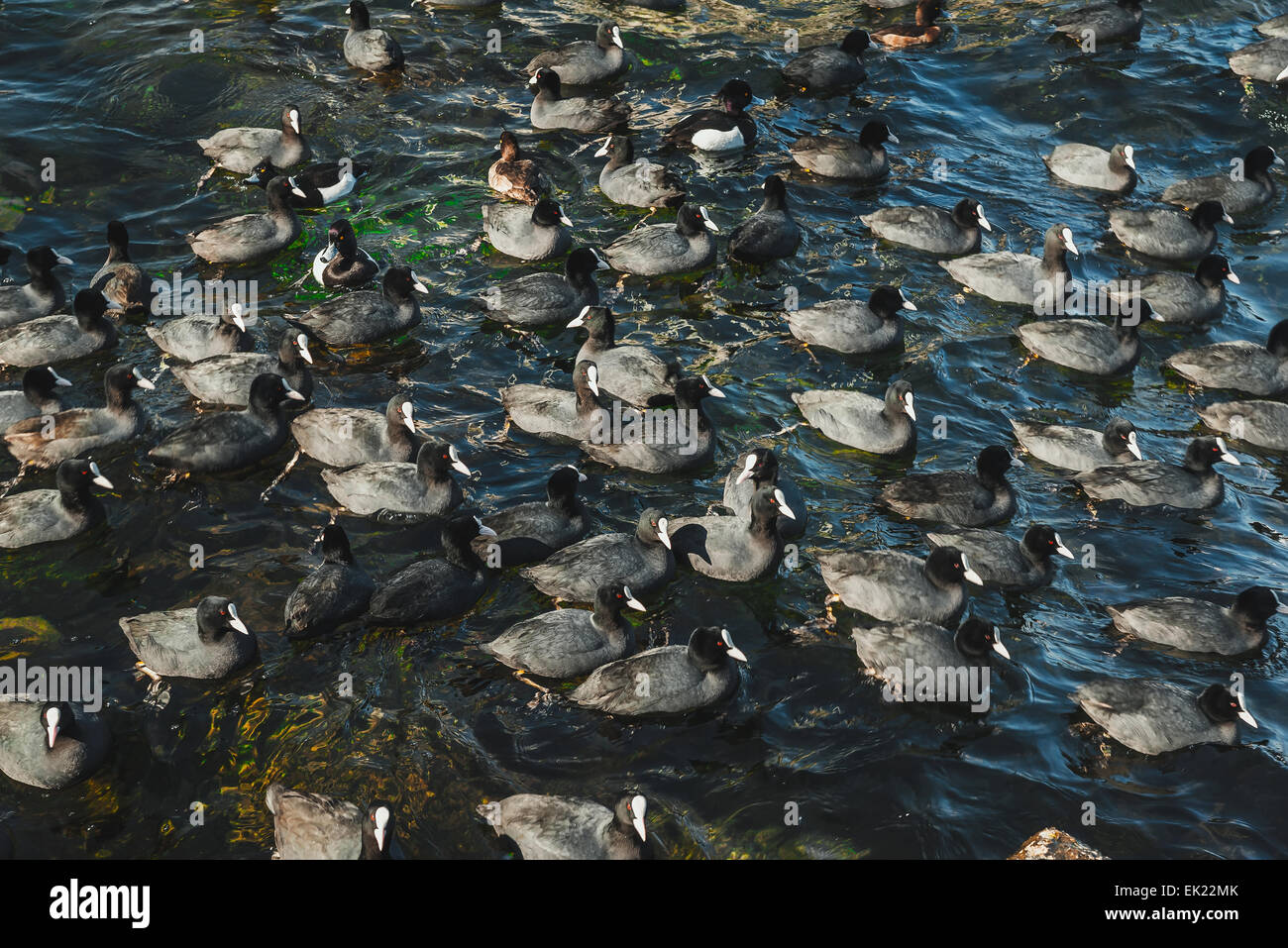 Flock of coots in the sea near coast Stock Photo - Alamy