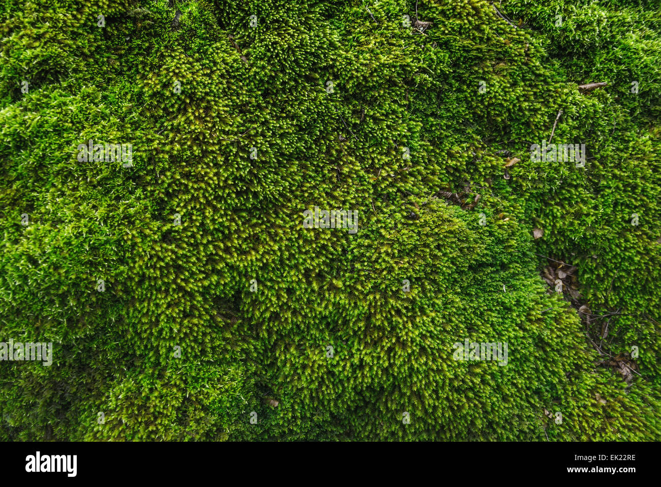 Background photo texture forest hi-res stock photography and images - Alamy
