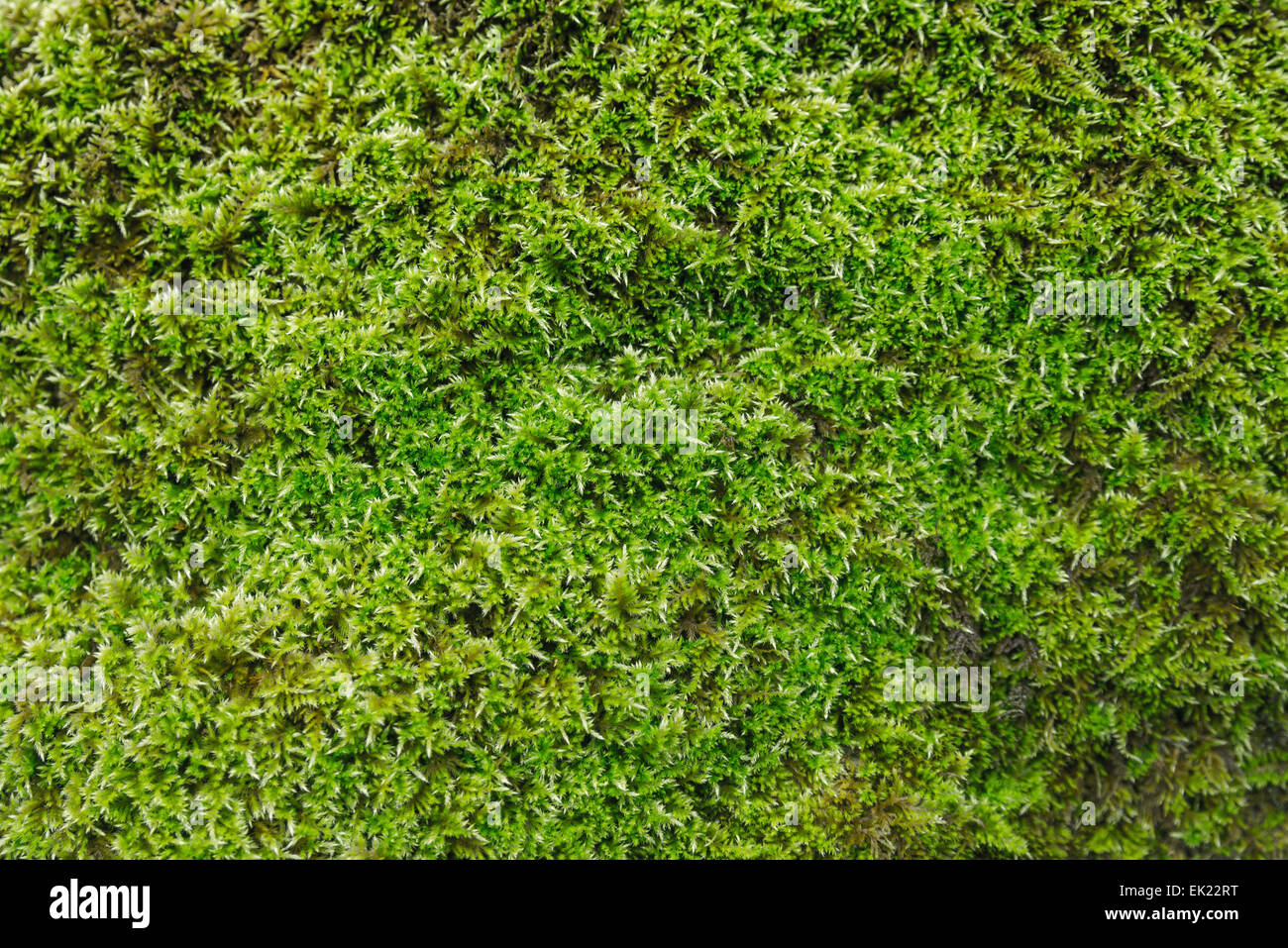 Moss green hi-res stock photography and images - Alamy
