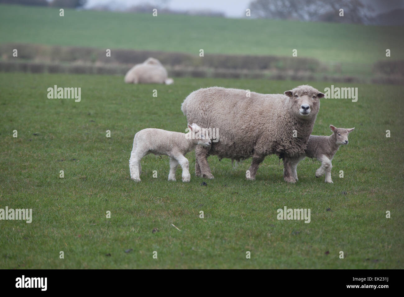 Two lambs hi-res stock photography and images - Alamy