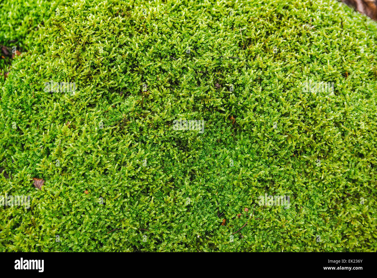 Light shining to Moss on the rock Stock Photo - Alamy