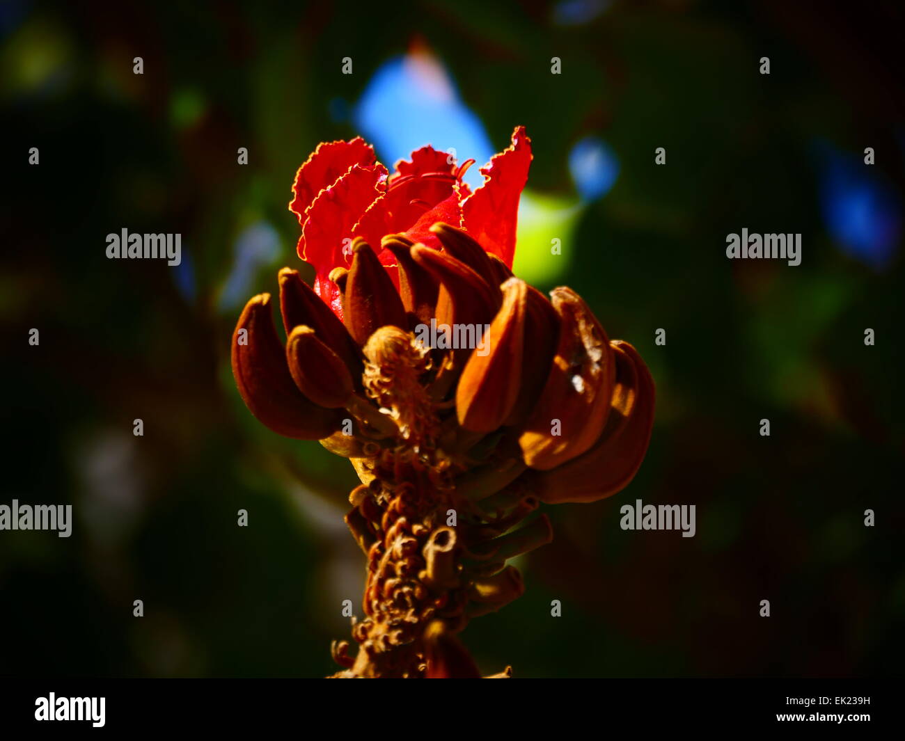 Flamboyant tree flower hi-res stock photography and images - Alamy