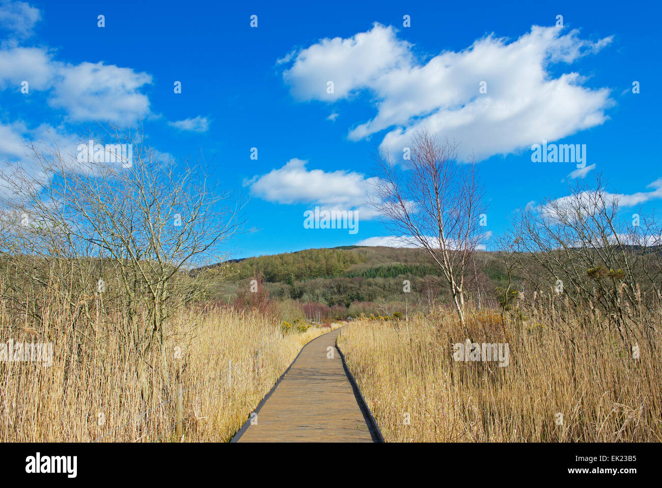 Cors Dyfi, a nature reserve run by the Montgomery Wildlife Trust, near ...