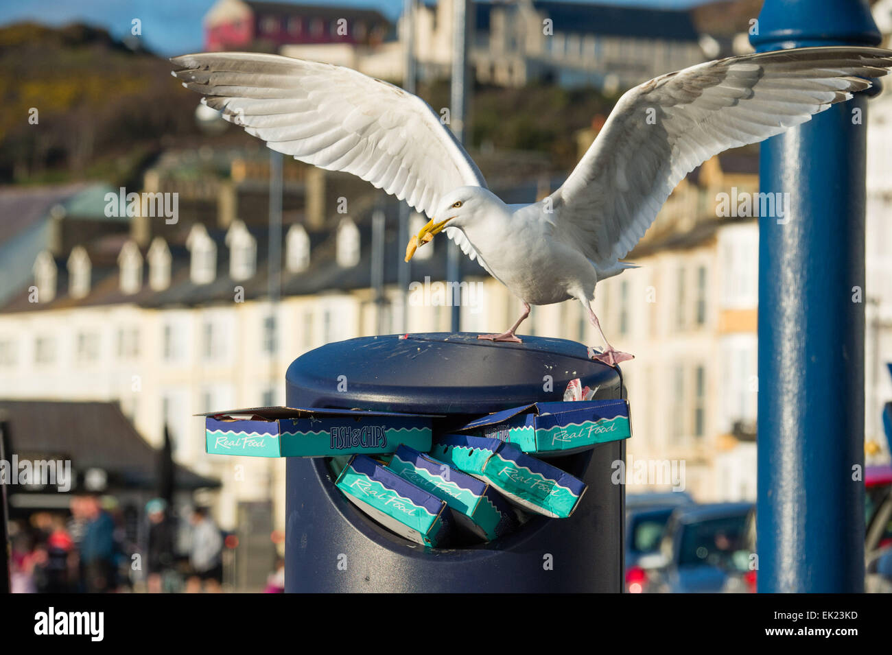 Seagull Chips Stock Photos & Seagull Chips Stock Images - Alamy