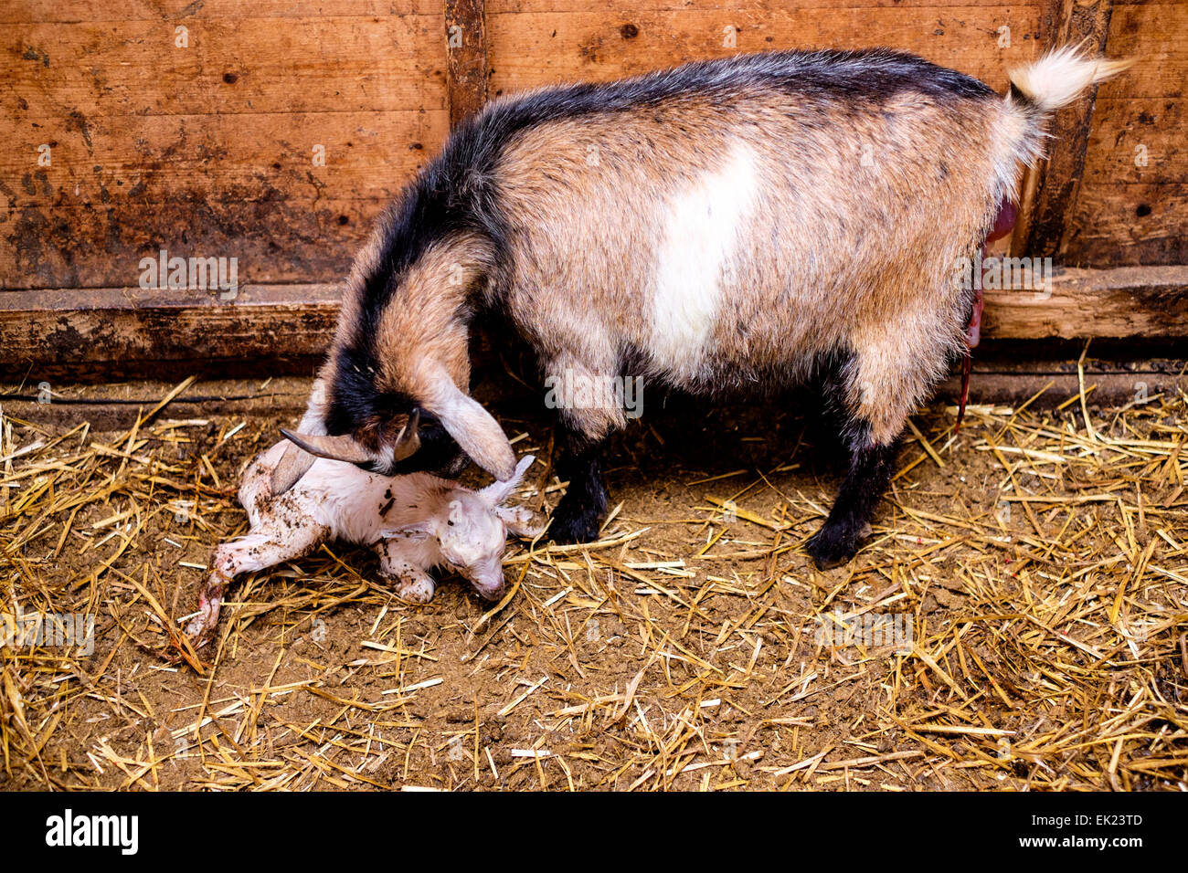 Pygmy goat with new born kid - 5 minutes old Stock Photo - Alamy