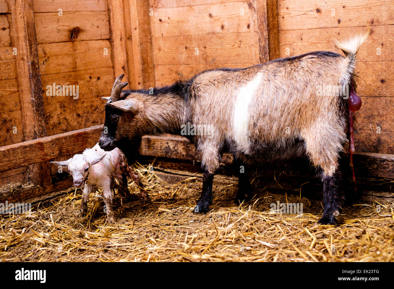 Pygmy goat with new born kid - 5 minutes old Stock Photo - Alamy