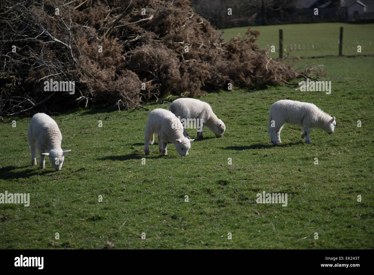 Welsh lamb in spring hi-res stock photography and images - Alamy