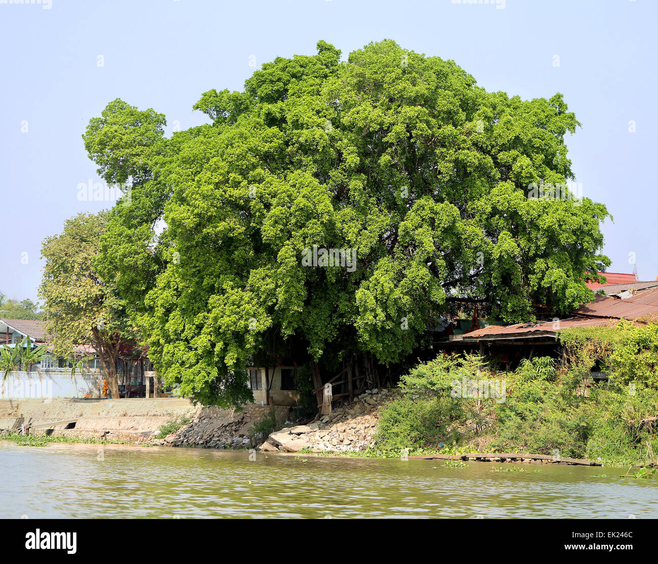 Big tree river in Pattaya in Thailand Stock Photo - Alamy