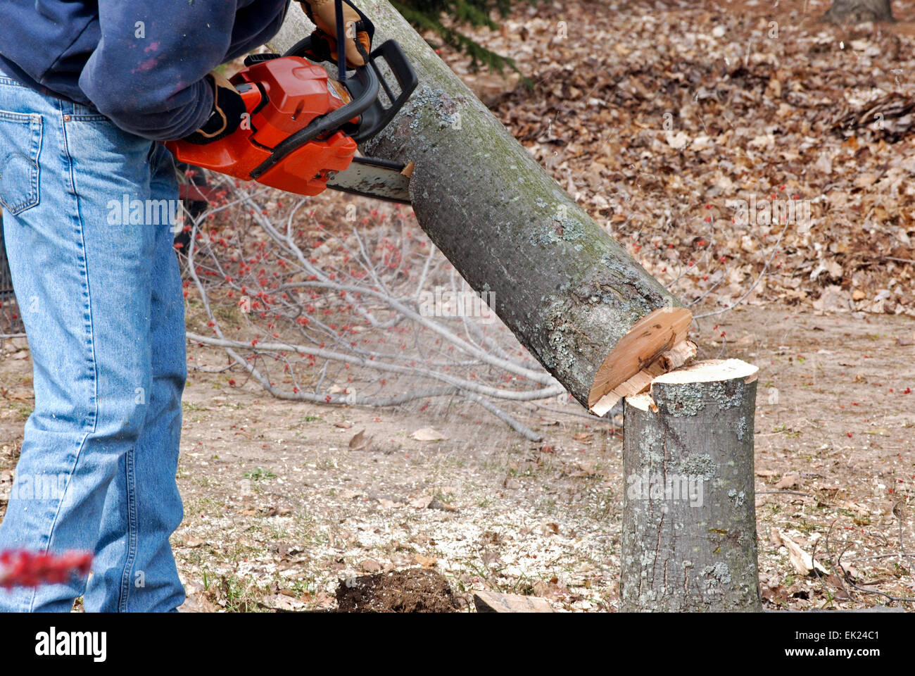 man cutting a tree down with chain saw Stock Photo - Alamy