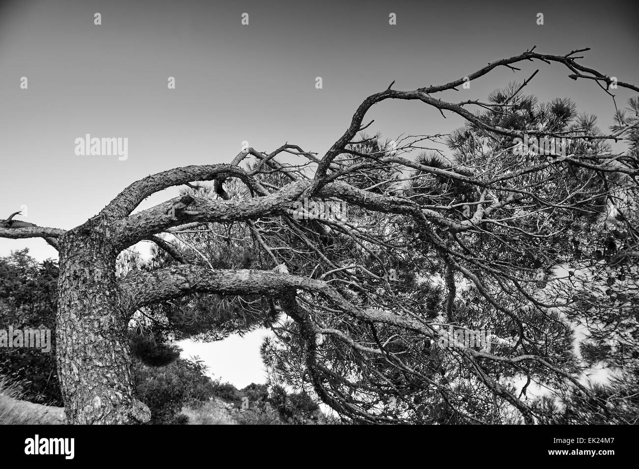 Bent pine tree in Croatian Dalmatia Stock Photo - Alamy
