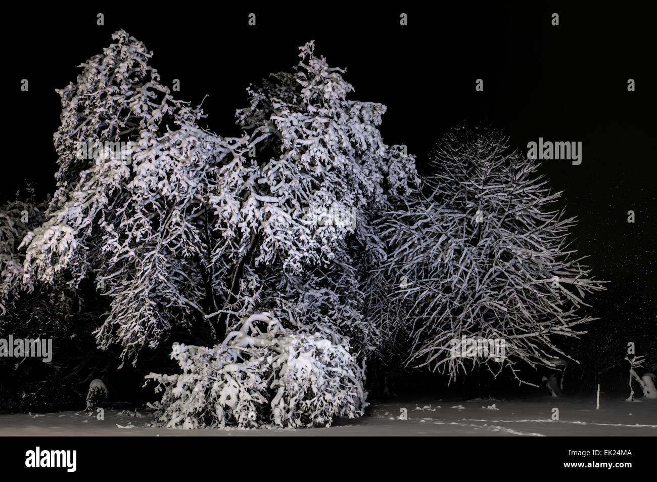 Frozen trees covered with snow Stock Photo - Alamy