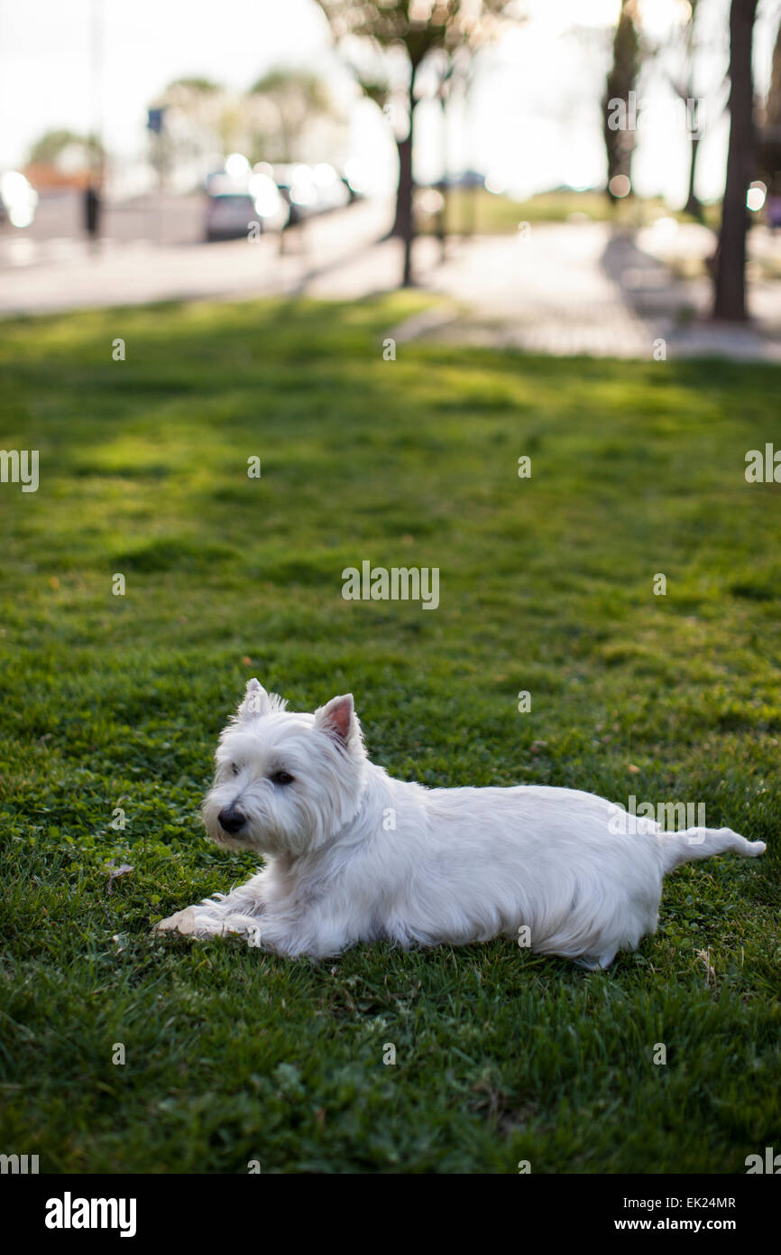 A Westie (West Highland Terrier) lies resting on the grass Stock Photo ...