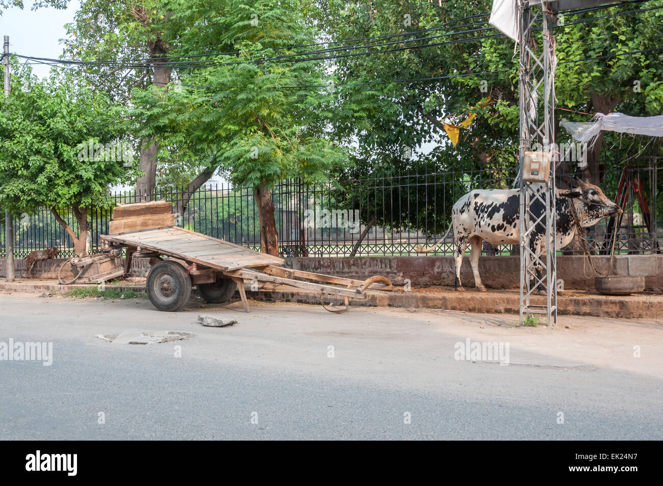 Ox cart on a road side in Lahore, Pakistan Stock Photo - Alamy