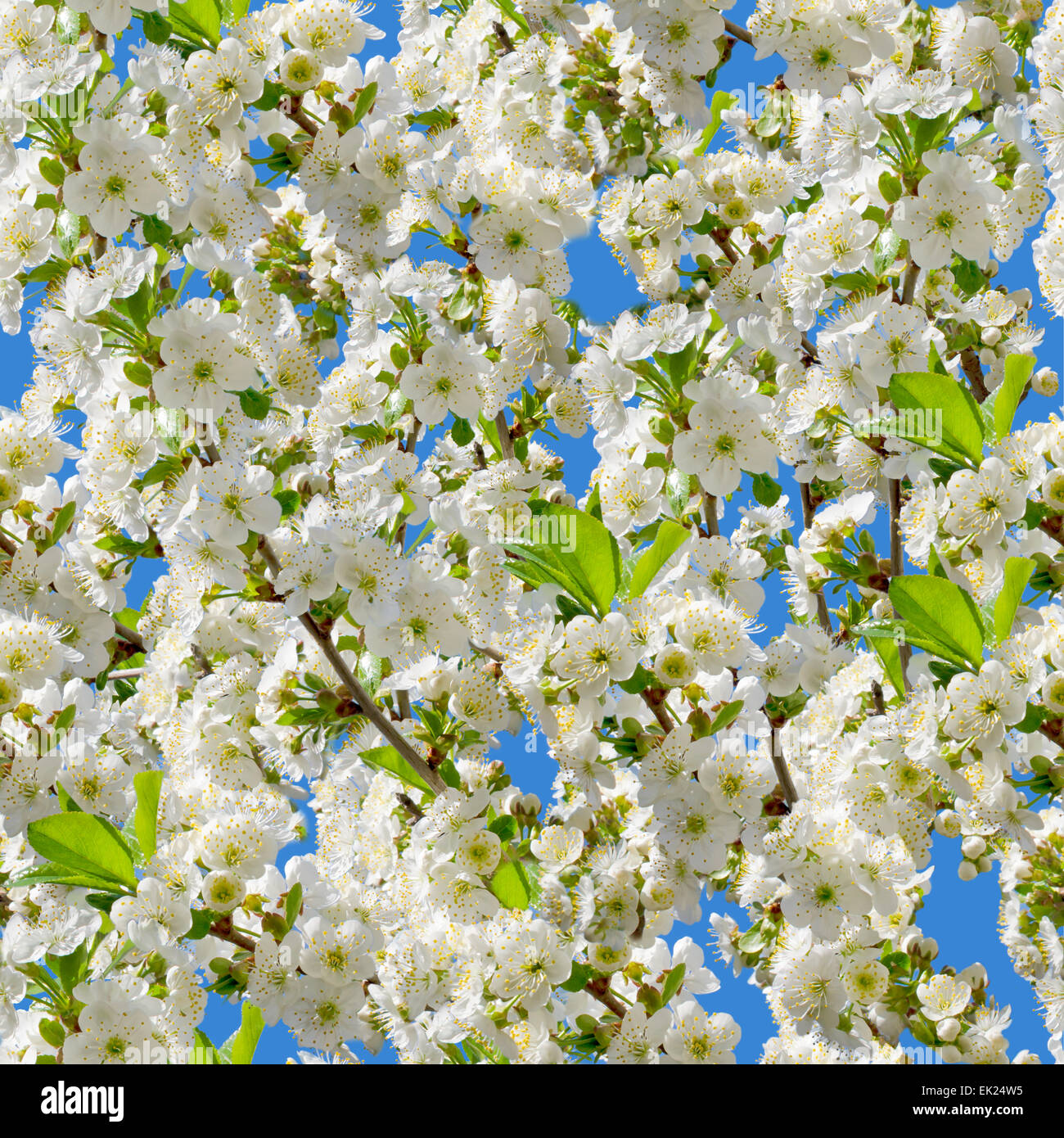 Seamless texture with cherry hi-res stock photography and images - Alamy
