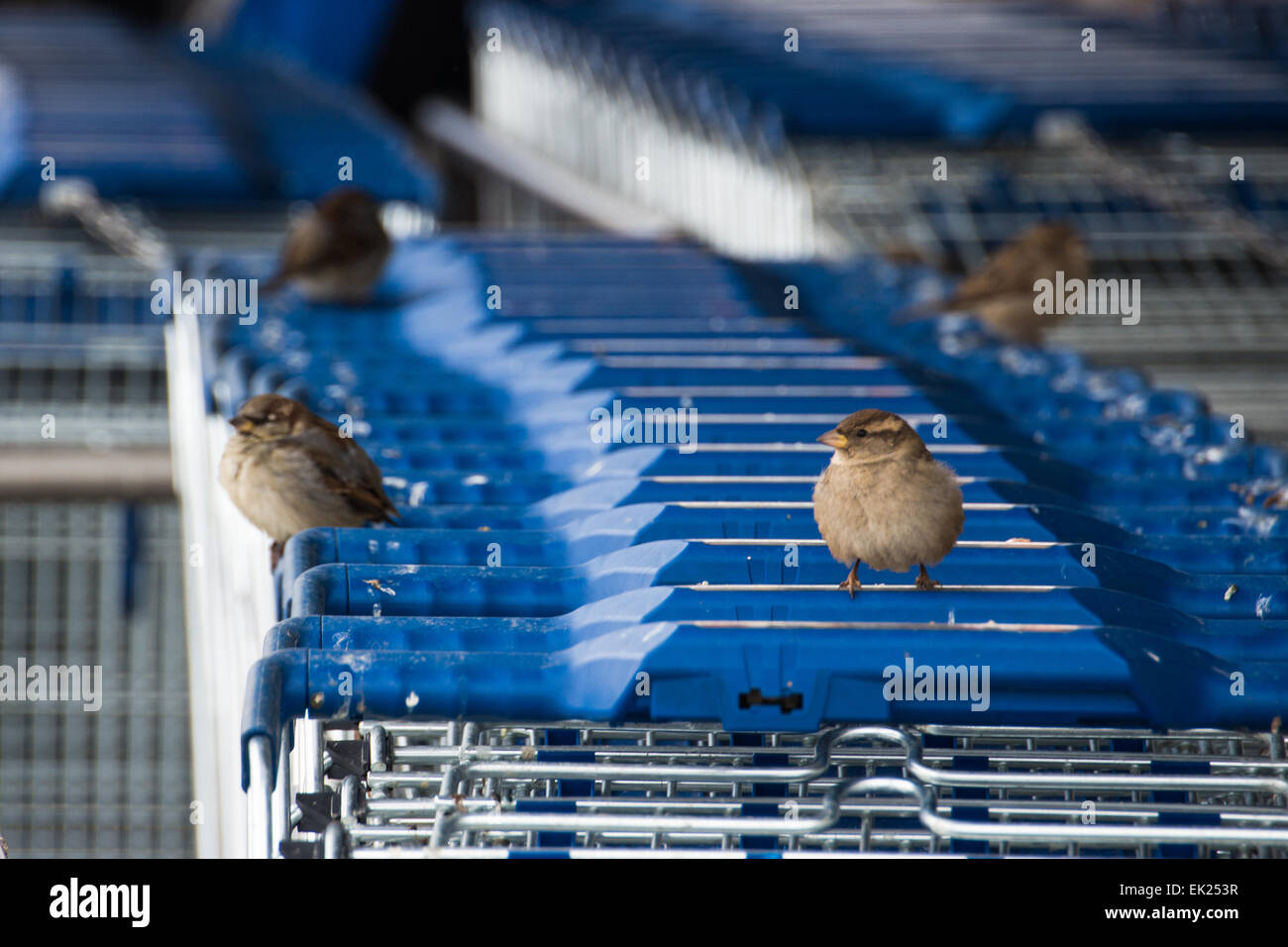Four sparrows resting on a bunch of shopping carts Stock Photo - Alamy