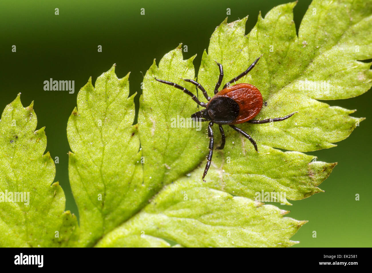 The castor bean tick (Ixodes ricinus Stock Photo - Alamy