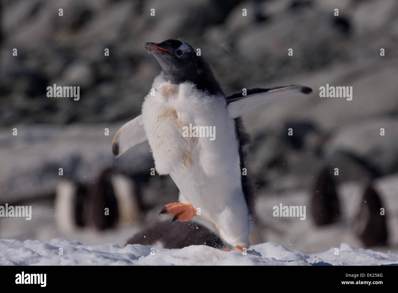 Molting penguin hi-res stock photography and images - Alamy