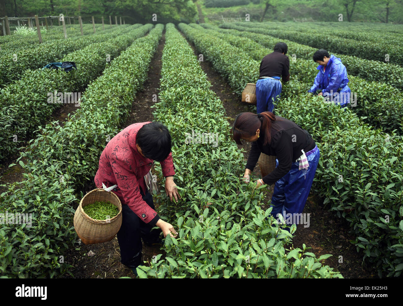 Hangzhou, China's Zhejiang Province. 5th Apr, 2015. Tea farmers pick up ...