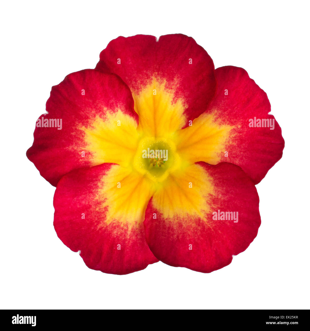Pink primula hi-res stock photography and images - Alamy