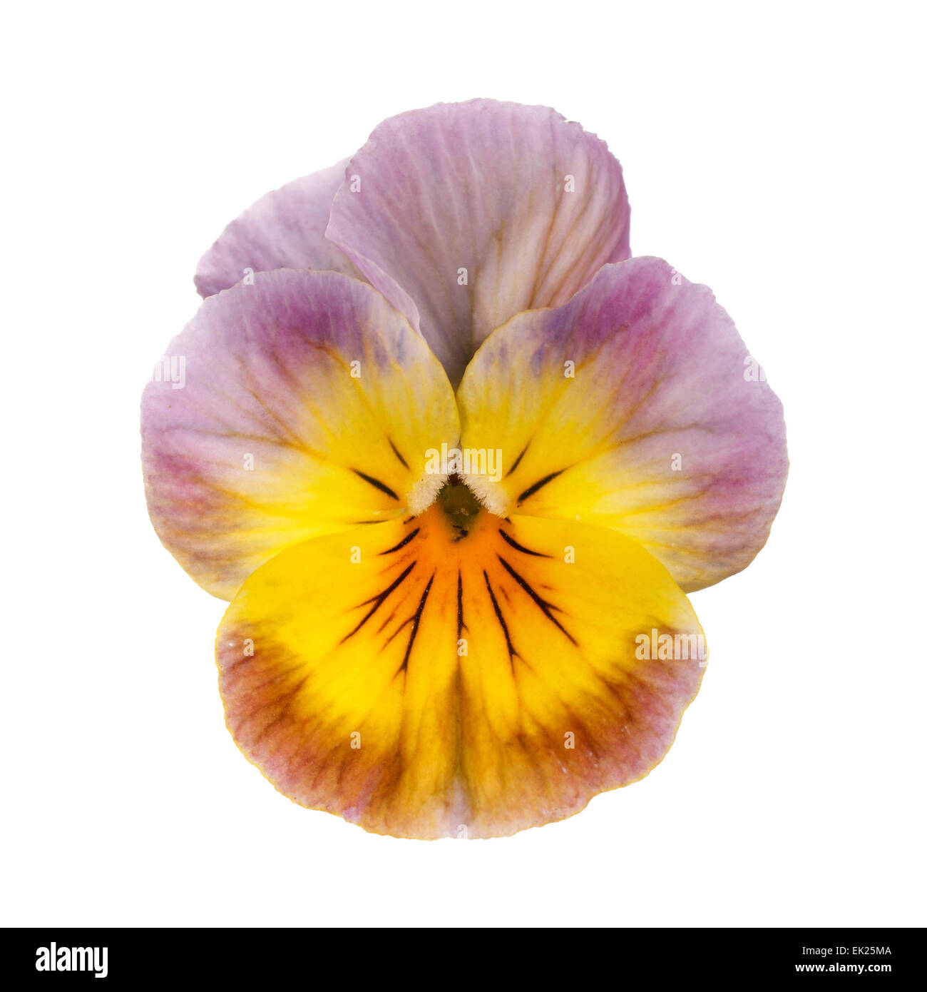 Pansy plant Cut Out Stock Images & Pictures - Alamy