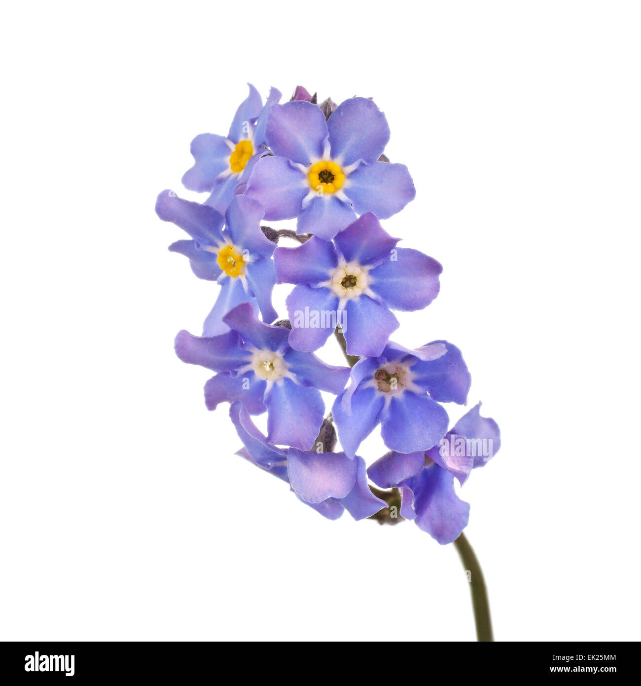 Blue forget me not flower Cut Out Stock Images & Pictures - Alamy
