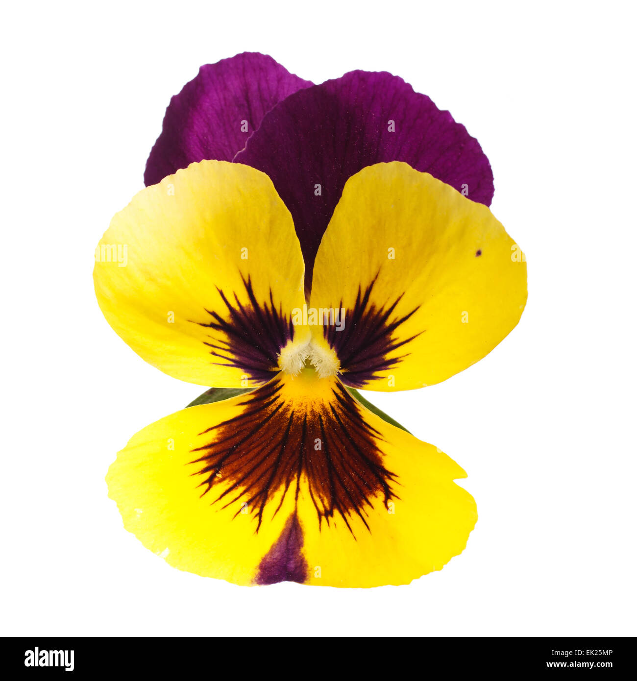 Close up pansy on Cut Out Stock Images & Pictures - Alamy