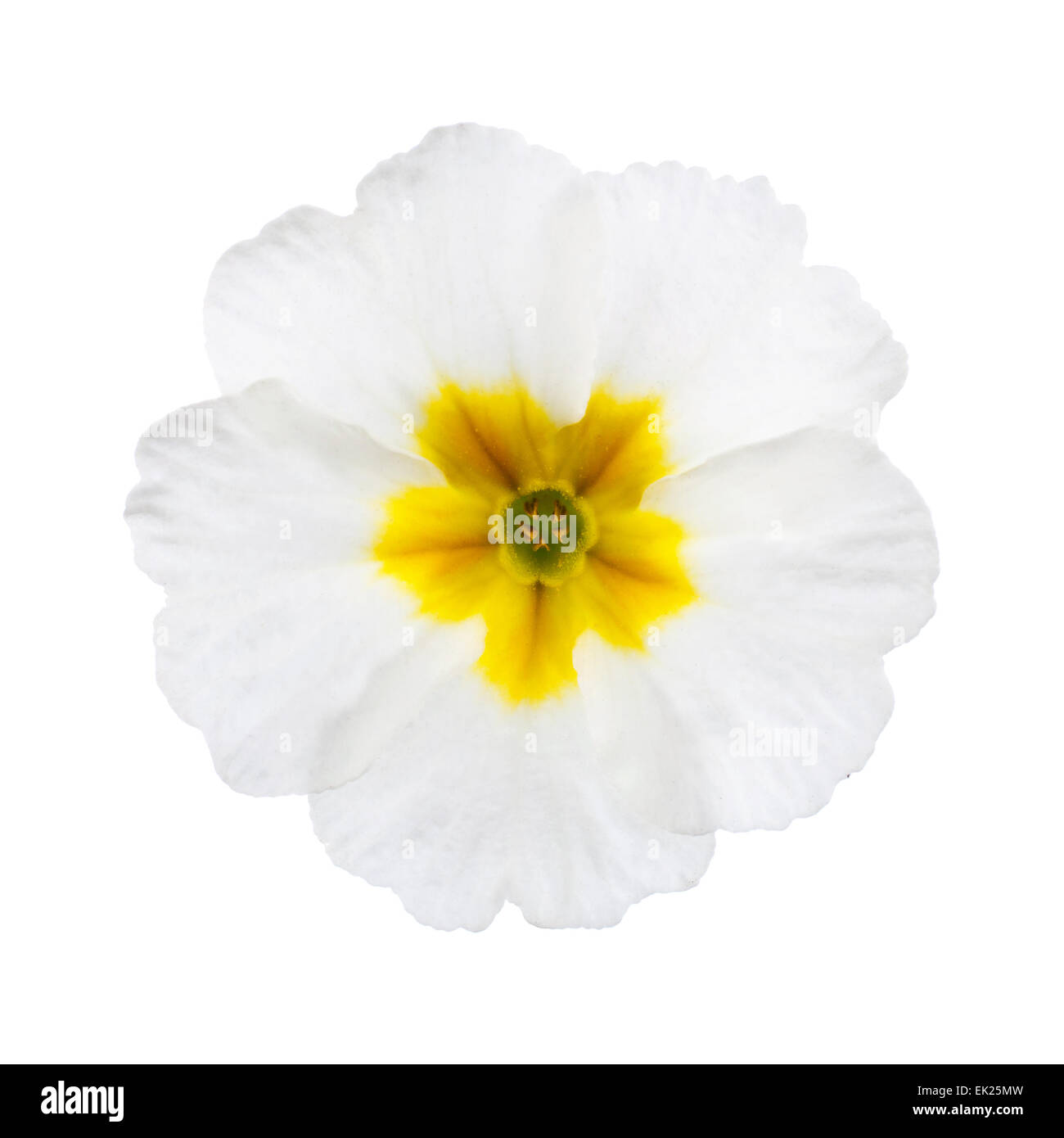 White Primula Stock Photo - Alamy