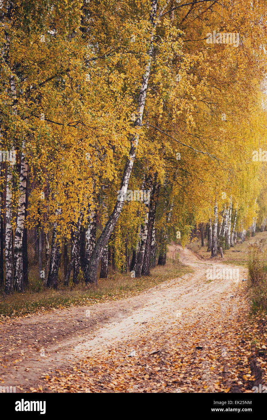 Beautiful autumn deciduous forest road hi-res stock photography and ...