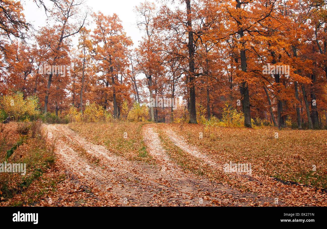 Maple forest and maple leaf forest hi-res stock photography and images ...