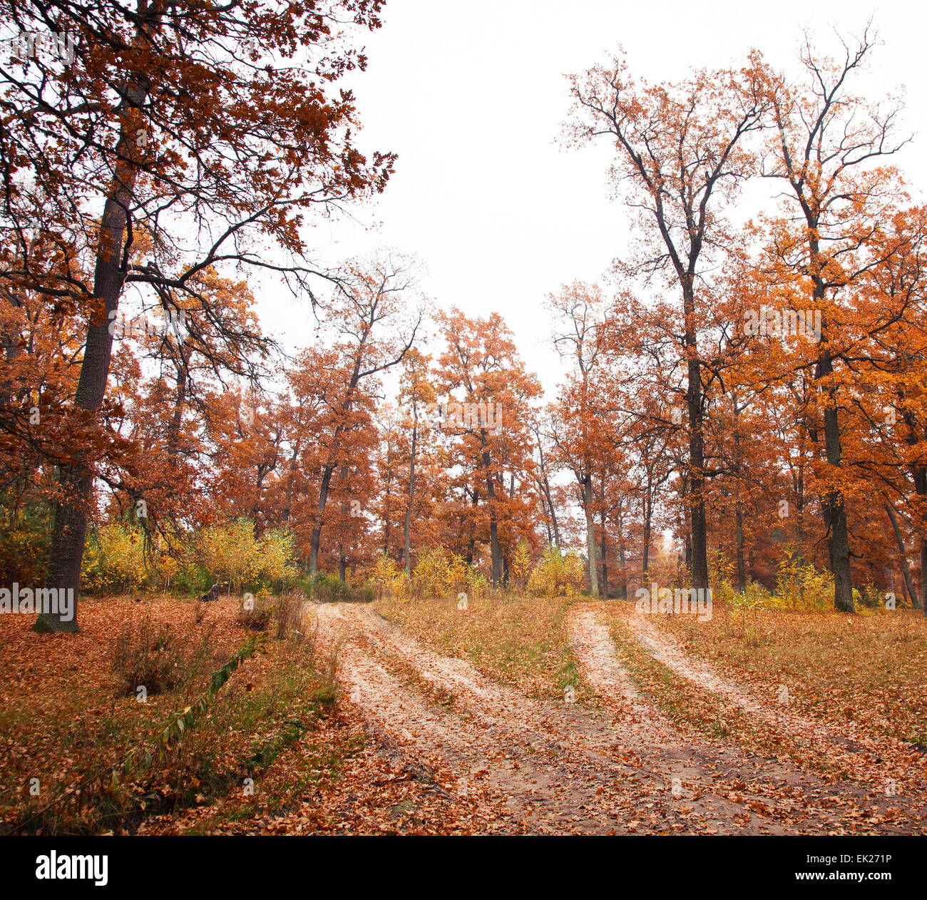 Maple forest and maple leaf forest hi-res stock photography and images ...