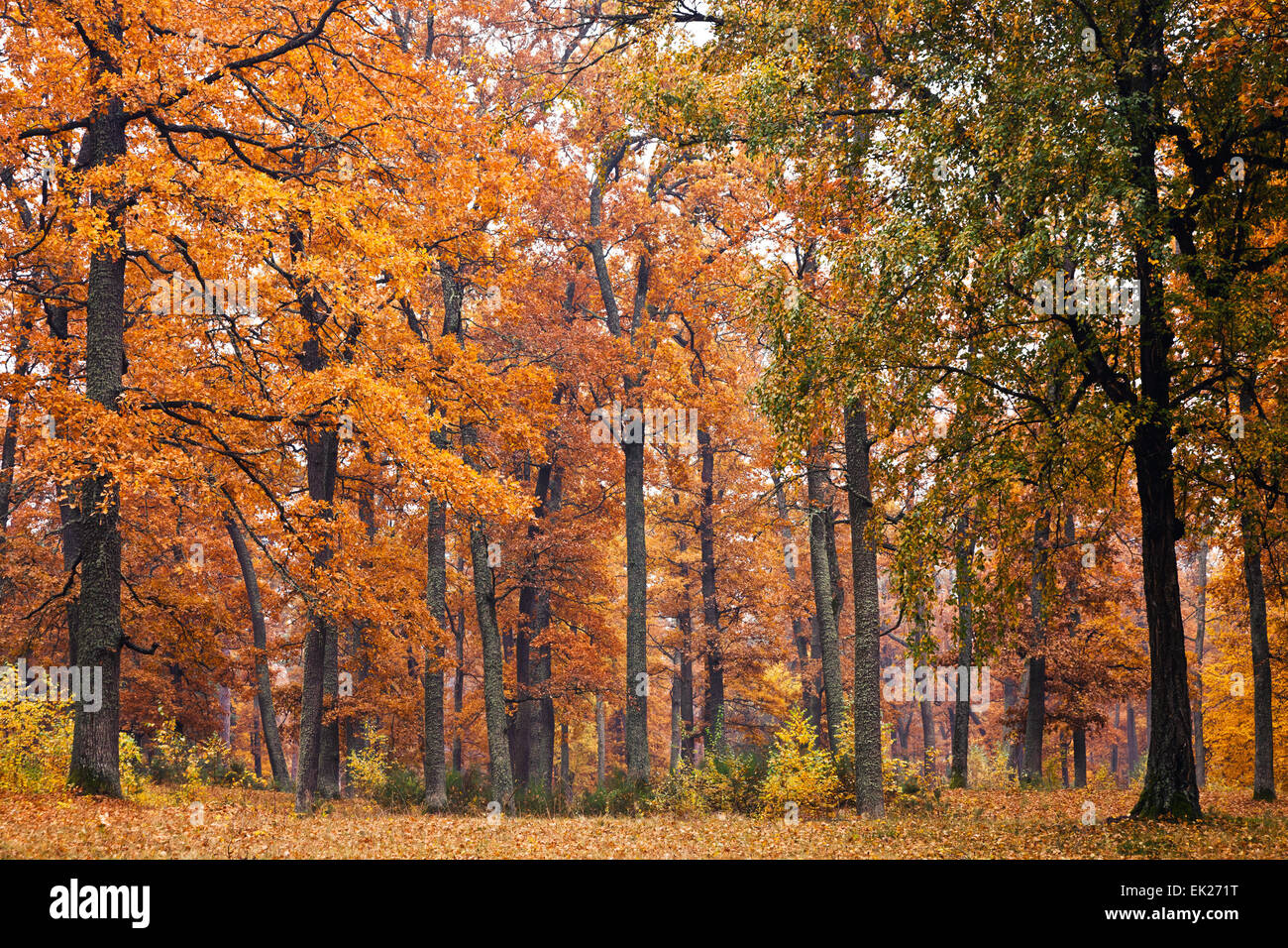 Autumn leaves leaves with nature gold trees with bright colors hi-res ...