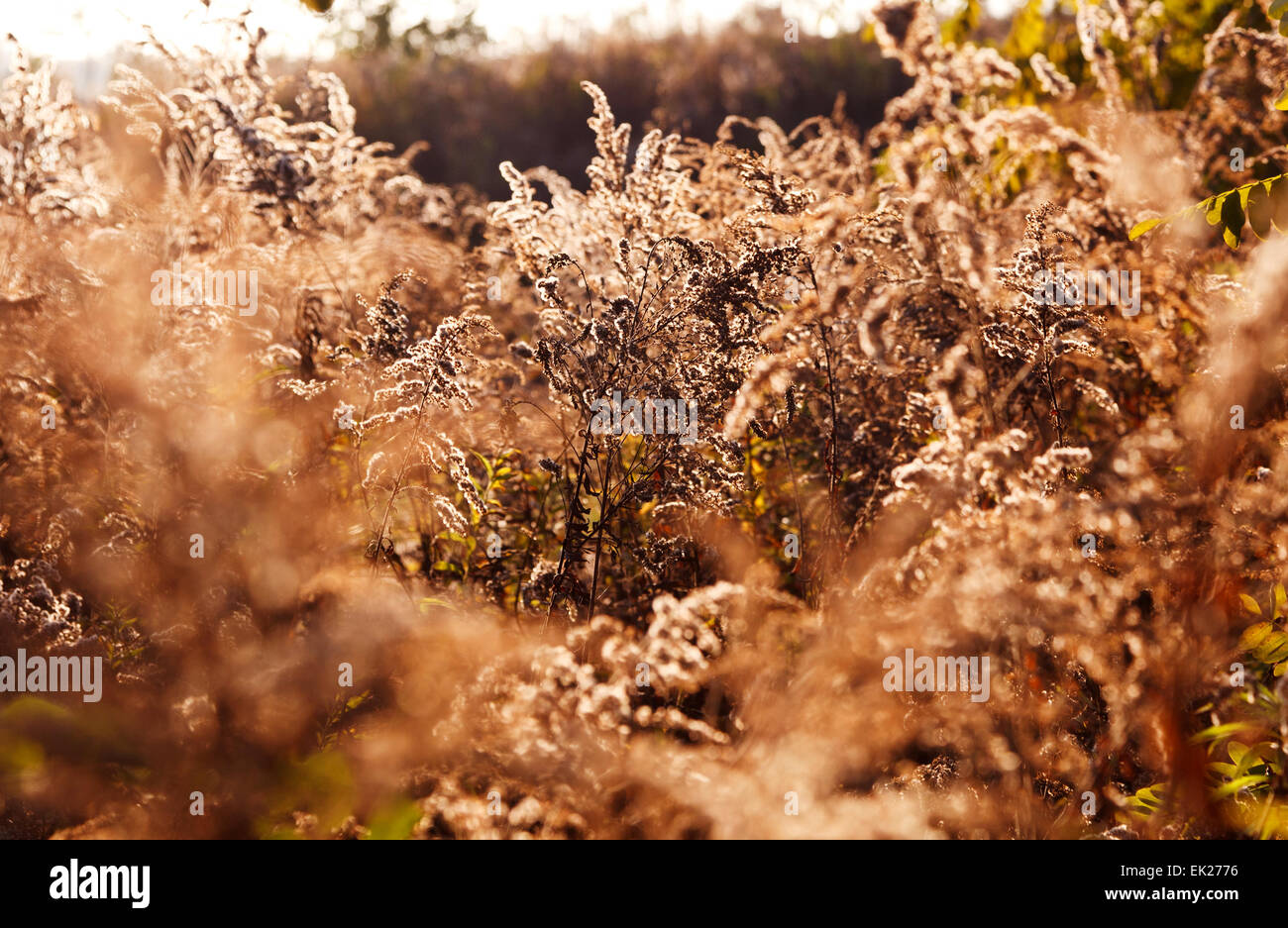 Grass reed hi-res stock photography and images - Alamy