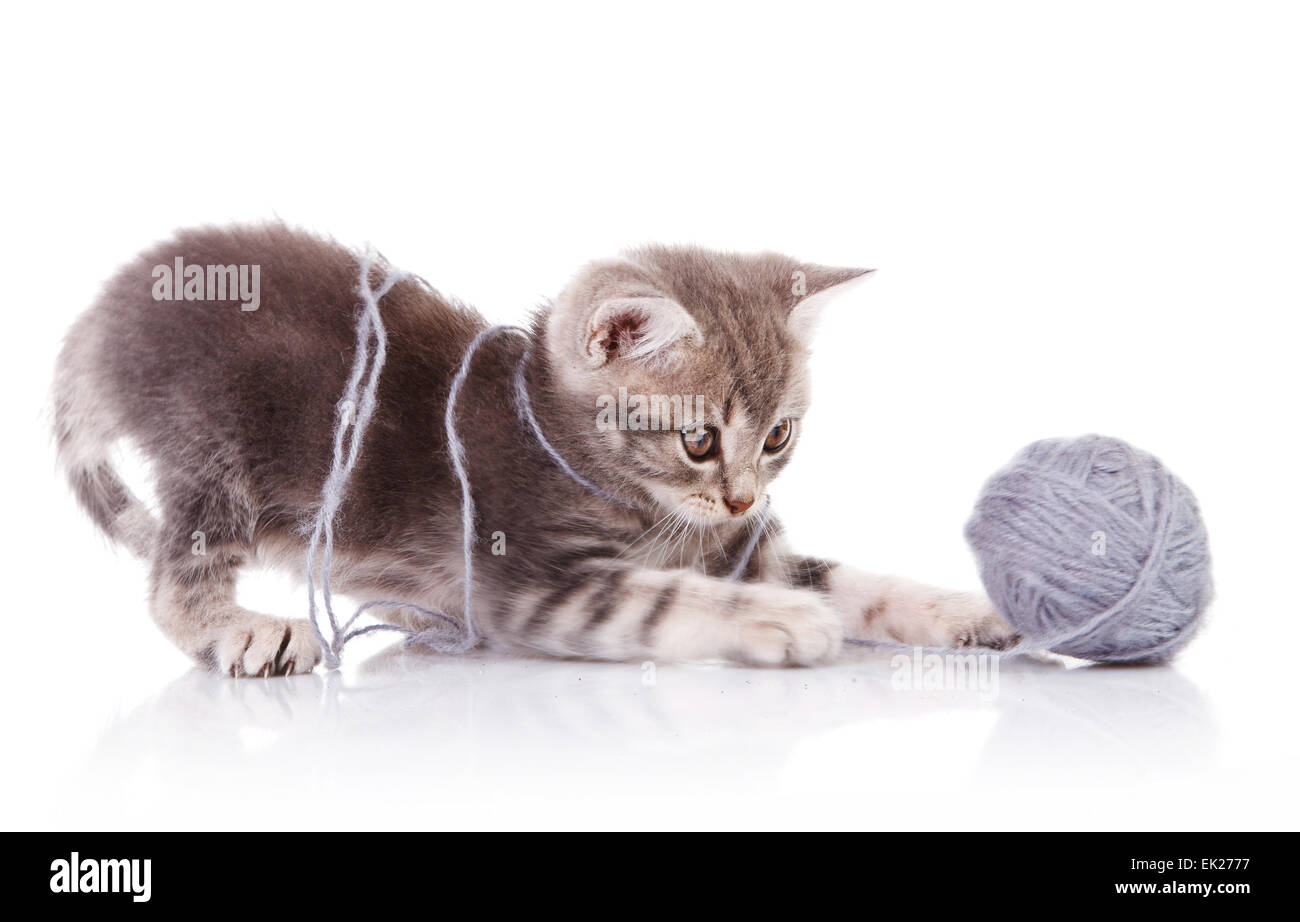 playful kitten Stock Photo - Alamy