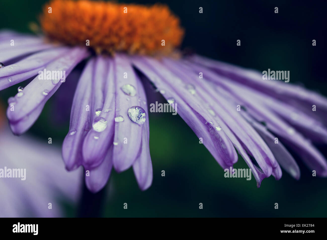 Single dew drop hi-res stock photography and images - Alamy