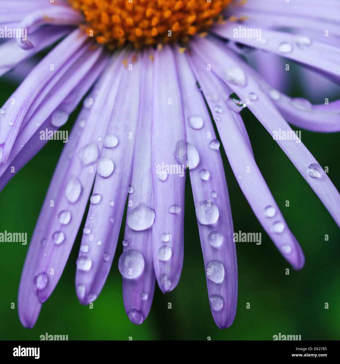 Single drop pattern hi-res stock photography and images - Alamy