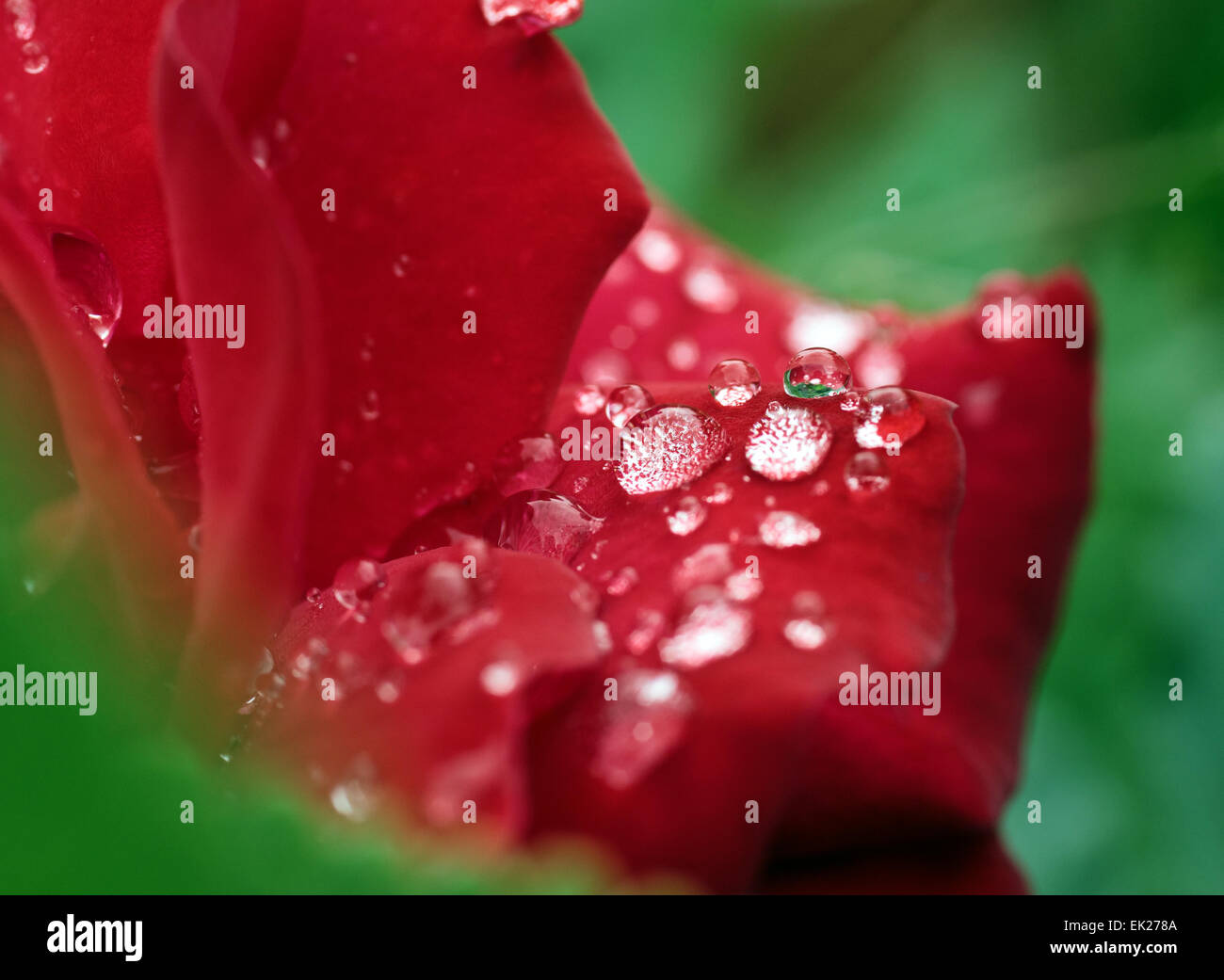 Red rose and dew drops hi-res stock photography and images - Alamy