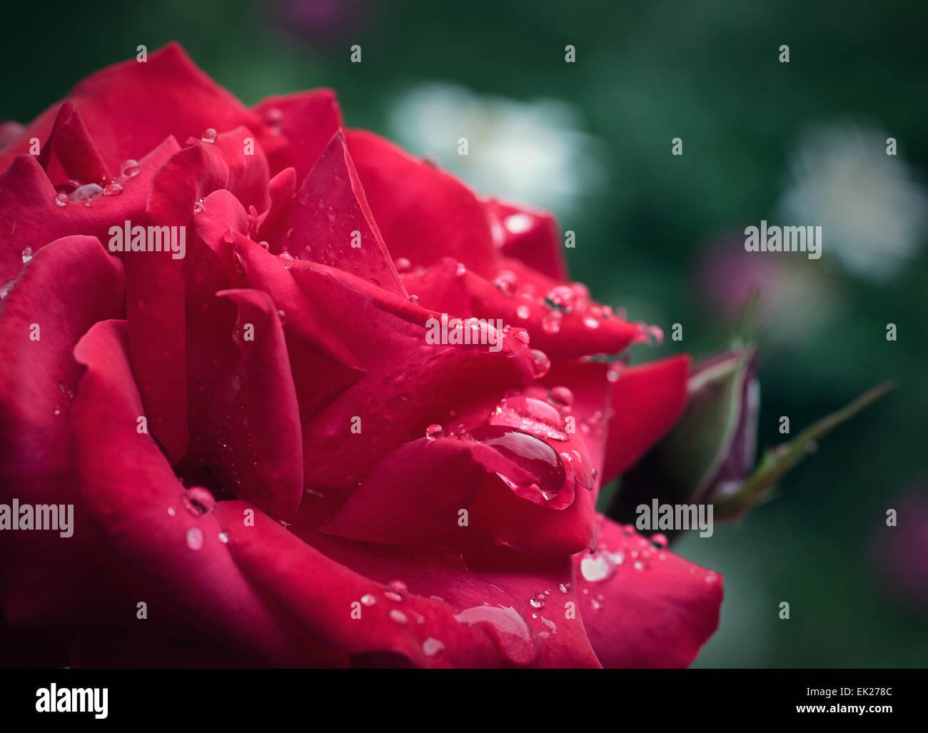 Red Rose with Drops Stock Photo - Alamy