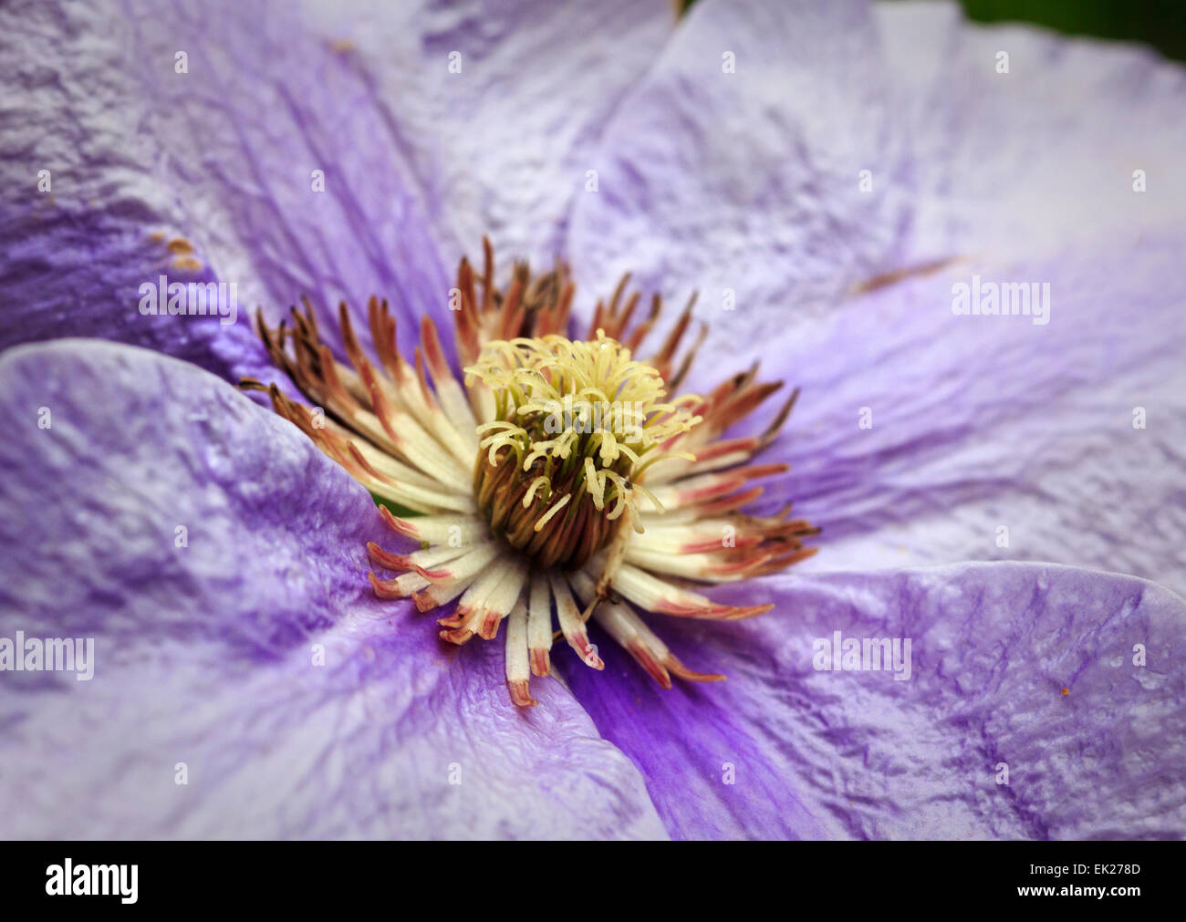 Twiners hi-res stock photography and images - Alamy