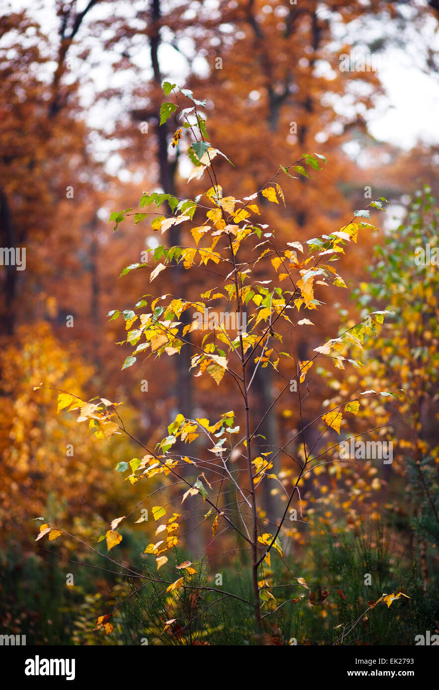 young birch tree Stock Photo - Alamy