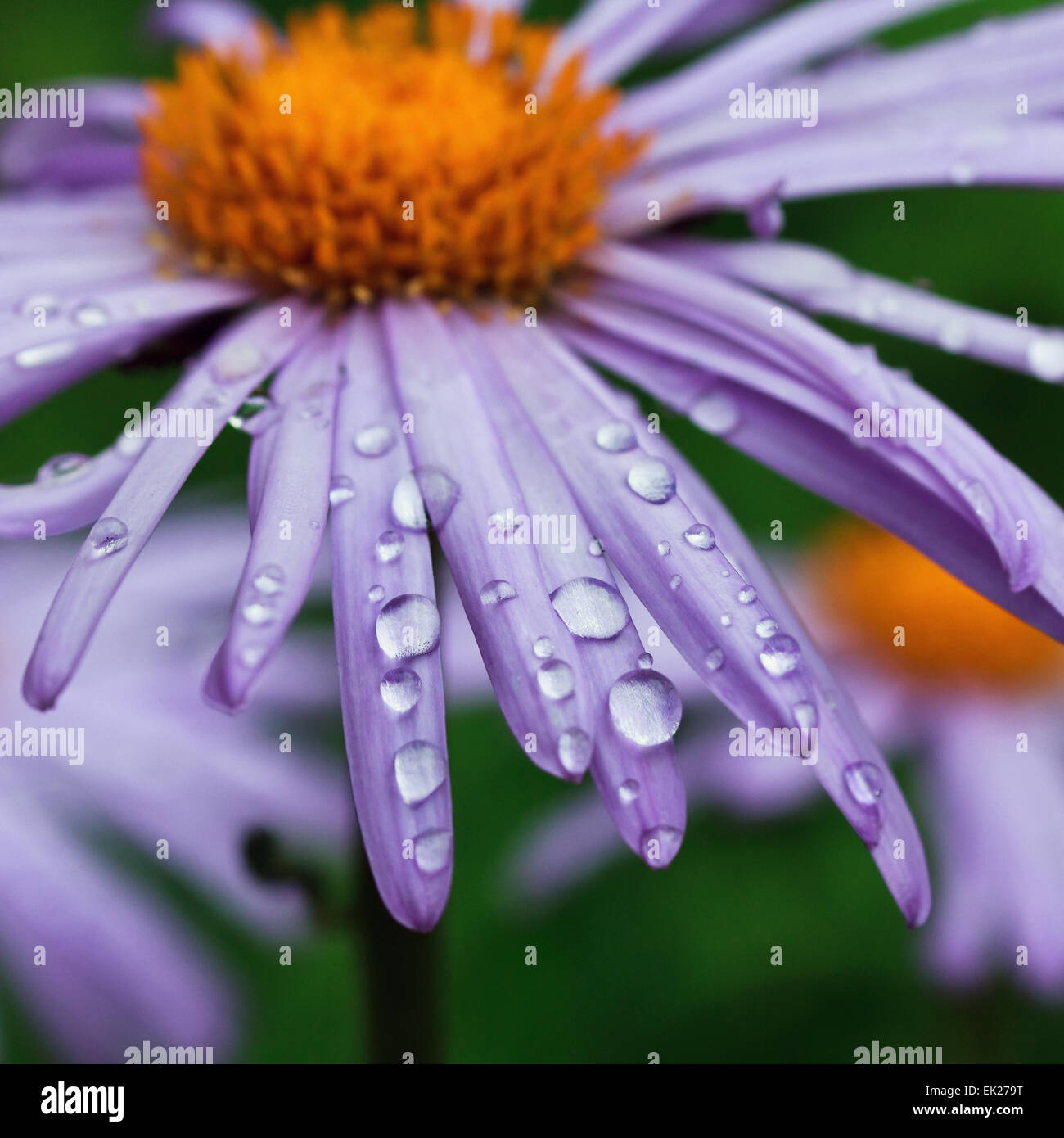 purple daisy flowers with raindrops Stock Photo - Alamy