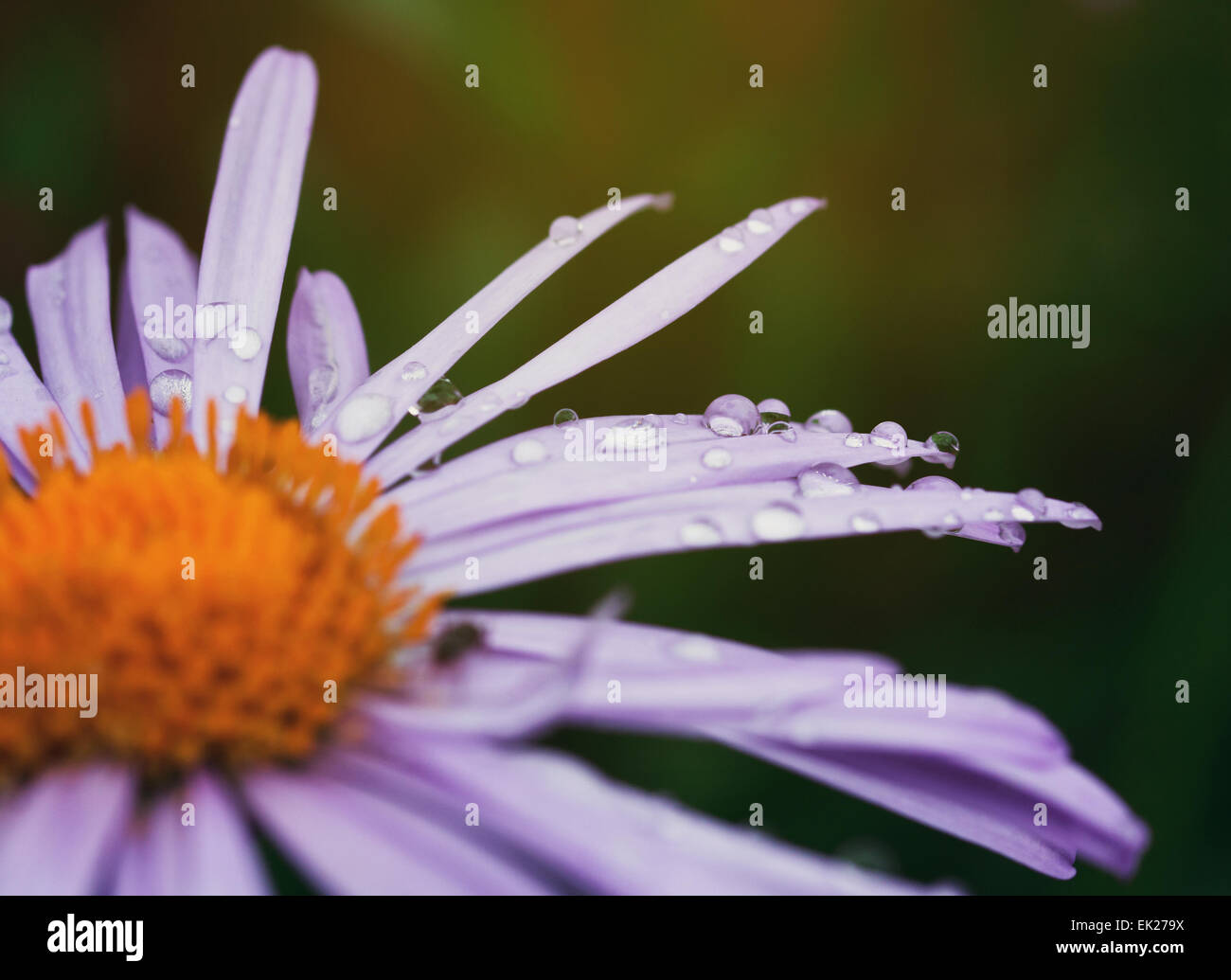 Single raindrop green leaf hi-res stock photography and images - Alamy