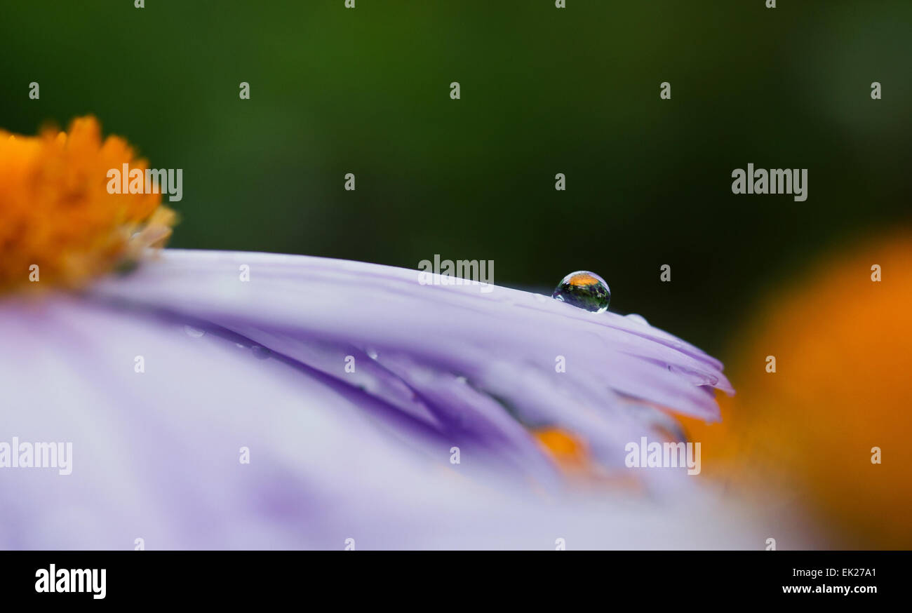 Drop of dew Stock Photo - Alamy