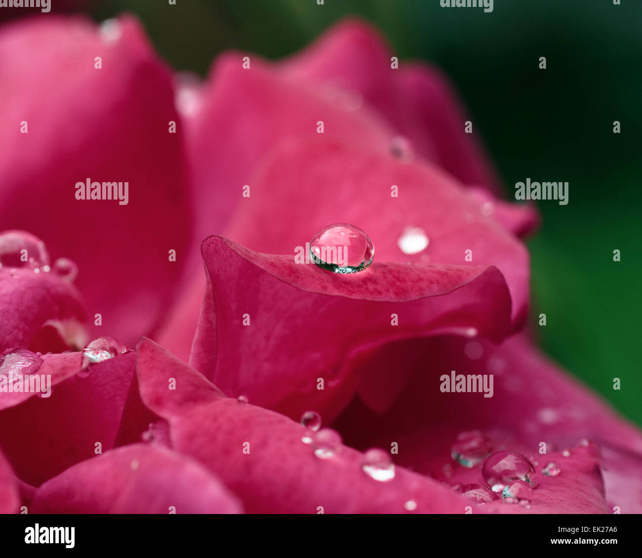 Rose curve hi-res stock photography and images - Alamy