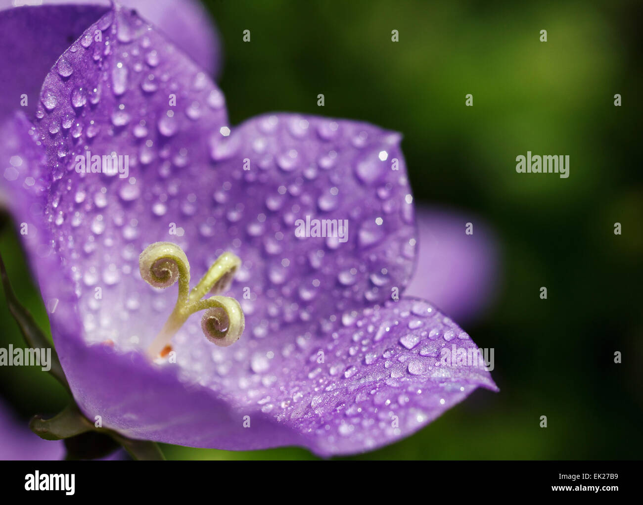 Harebell blue flower hi-res stock photography and images - Alamy