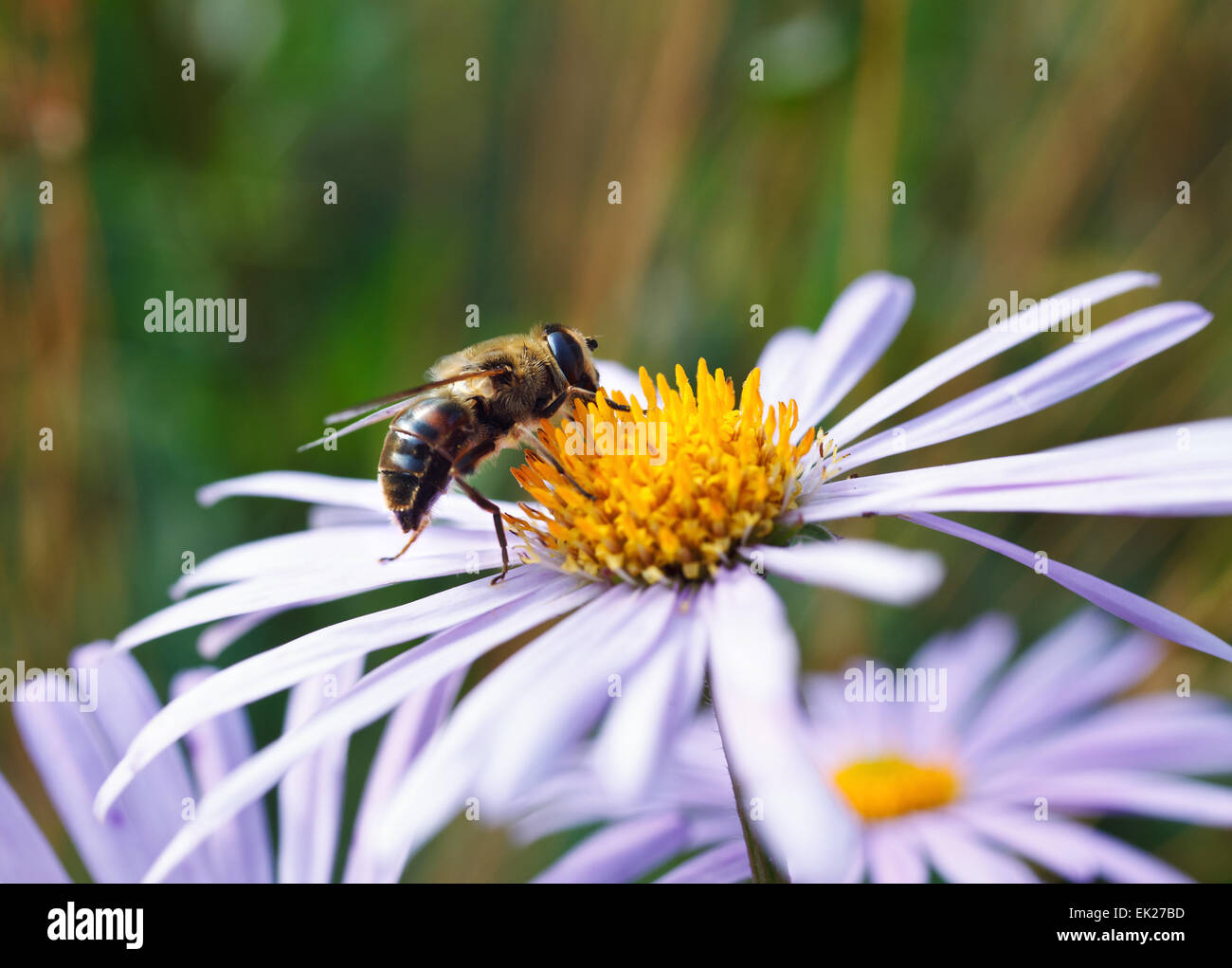 Daisy flower bee hi-res stock photography and images - Alamy