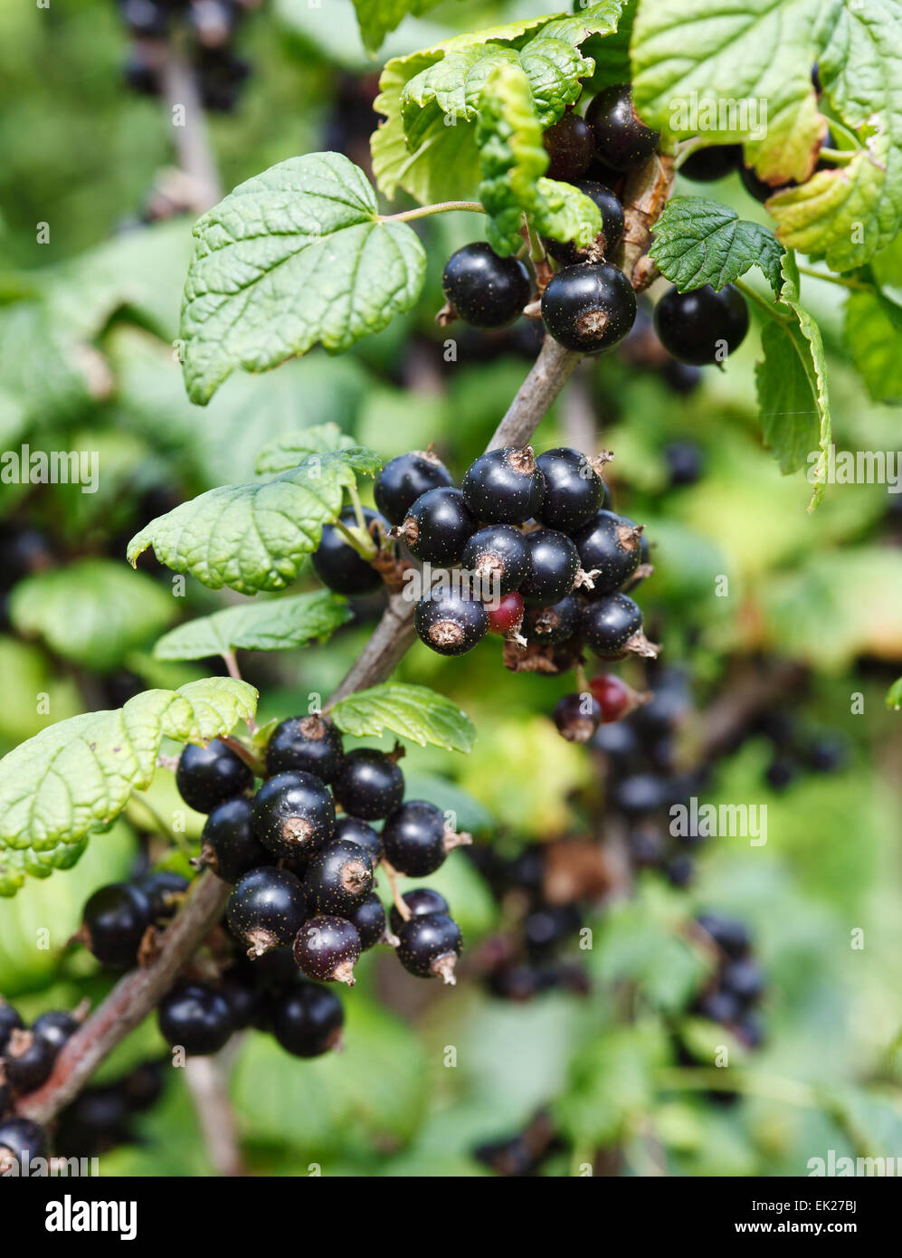 Branch of black currant Stock Photo - Alamy